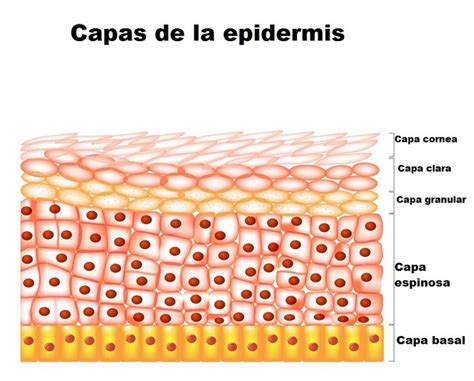 Capas De La Epidermis Histología Anatomía De La Piel Libros De