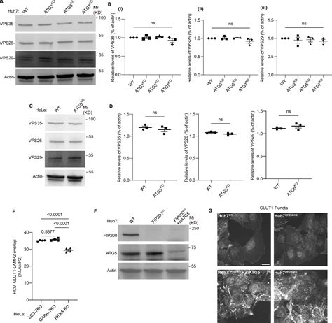 Figures And Data In Noncanonical Roles Of Atg5 And Membrane Atg8ylation