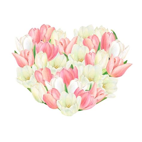 Desenho Em Aquarela Em Forma De Coração De Lindas Tulipas Brancas E