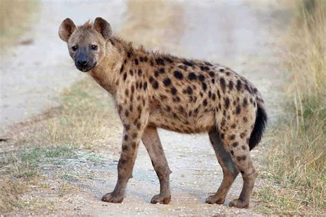 Spotted Hyaenabaiduwiki