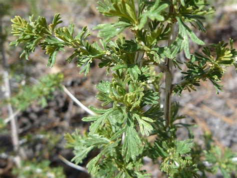 Leaves Photos Of Fallugia Paradoxa Rosaceae