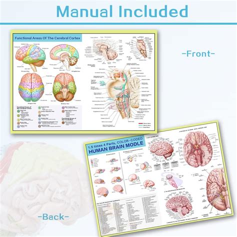 Evotech Scientific 1 5x Human Brain Model B0cn934gm5 Instruction Manual