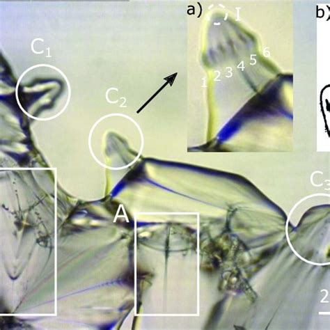 A Rod Shape Mesogen Calamitic Liquid Crystal B 3d Smectic A Phase