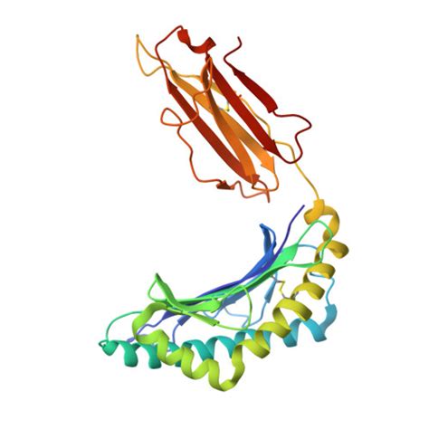 Rcsb Pdb 5hyj 1e6 Tcr In Complex With Hla A02 Carrying Aqwgpdpaaa