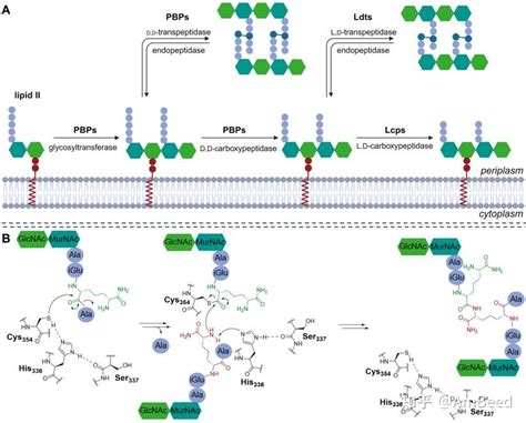Ambeed文献解读 Communications Biology 结核分枝杆菌ld 转肽酶2及其天然单体底物的生化和晶体学研究 知乎
