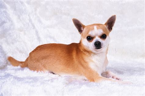 Chihuahua Breeds Mix