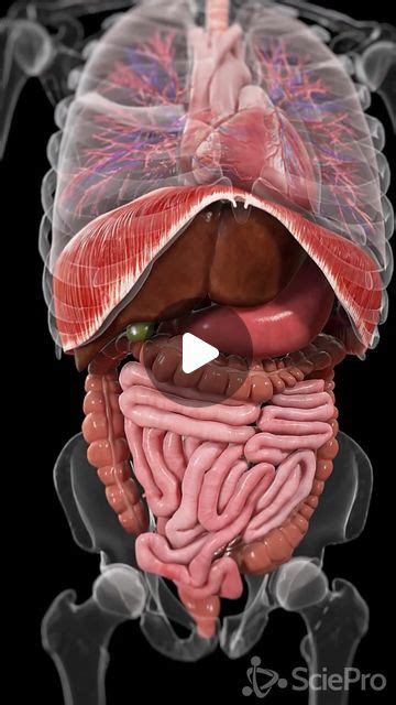 Physioosteogram On Instagram Explore The Dynamic Movements Inside