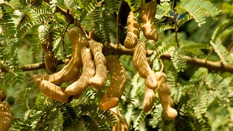 How To Grow Tamarind Tree From Seed Easy Steps For Success 2025