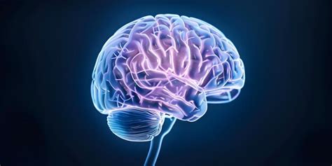 Highlighted Brain Regions Associated With Nerve Function Cognition And Neurological Disorders