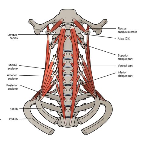 Cervical Spine Neck Muscles