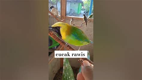 Cucak Rawis Di Aviary Mini Oemah Manoek Aviaryminioemahmanoek