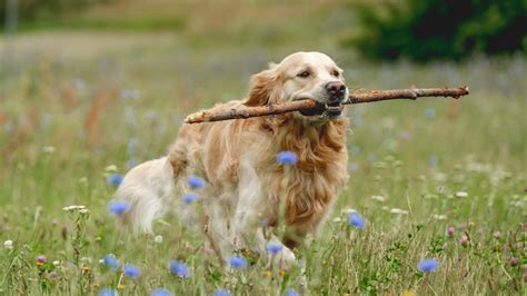 Top 10 Most Trainable Dog Breeds Revealed