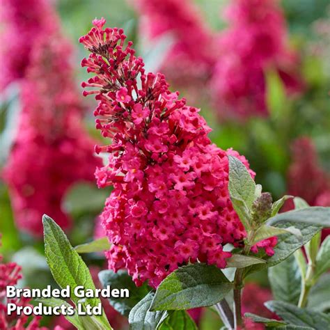 Buddleja Butterfly Candy Little Ruby