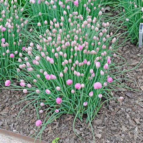 Ciboulette Bio Le Pot De 4 6 Litres Botanic®