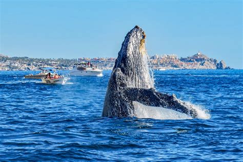 How To Go Whale Watching In Los Cabos Mexico