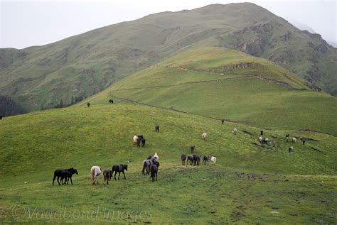 Ali Bugyal Most Beautiful But Might Be Least Visited Meadow Vagabond Images