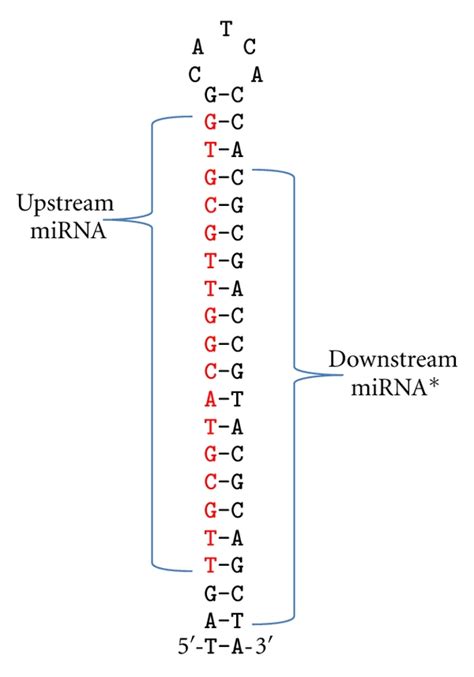 A Example Of An Upstream Mirna With Downstream Mirna B Example Of