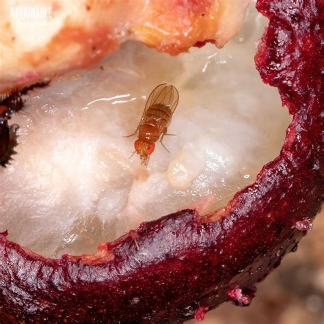 Fruit Flies Eggs On Plants