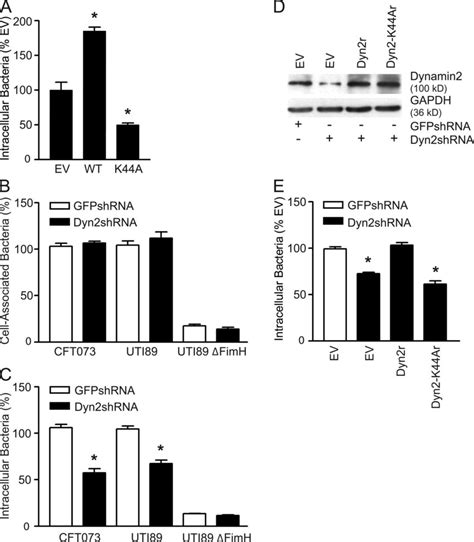Dynamin2 Regulates The Upec Invasion Of Becs A Forced Overexpression