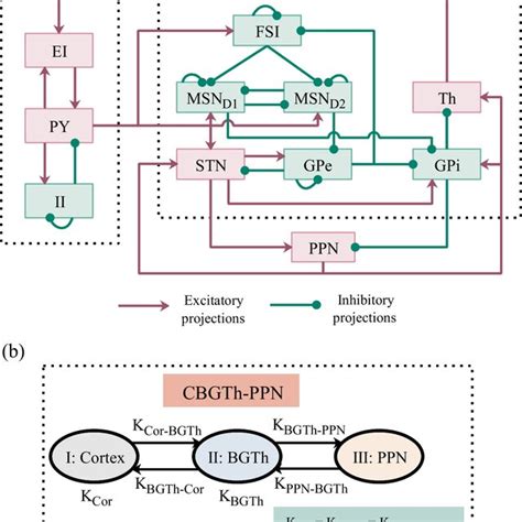 A Structure Of The Cbgth Ppn Loop Model It Consists Of Three Parts Download Scientific