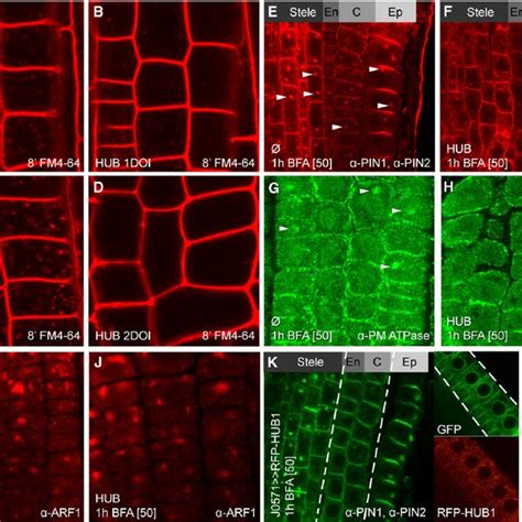 Requirement Of Clathrin Function For Endocytosis Download Scientific