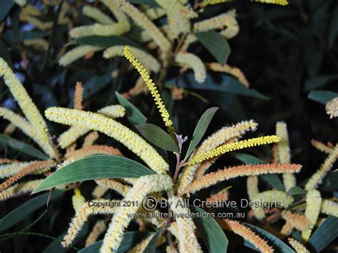 Flowers Characteristics In The Identification Of Tree Species Australia