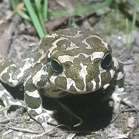 Jumping Toad Frits Ahlefeldt My Art And Stories