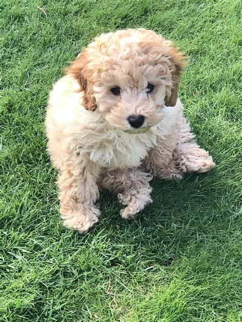 Cavapoochons Licensed Breeders Cavapoochon Uk