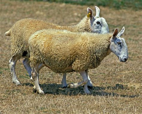 A Flock Of Love The Top Friendliest Sheep Breeds For Your Home