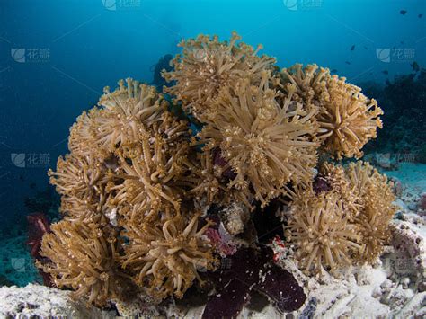 软珊瑚群