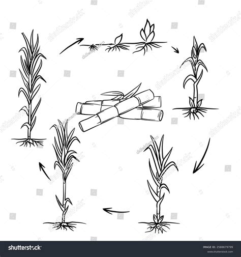Hand Drawn Vector Sketch Illustration Line Stock Vector Royalty Free 2588679799 Shutterstock