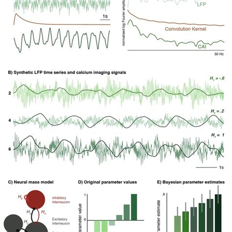 Dynamic Causal Modelling Results Of Simulated Calcium Imaging Time Download Scientific Diagram