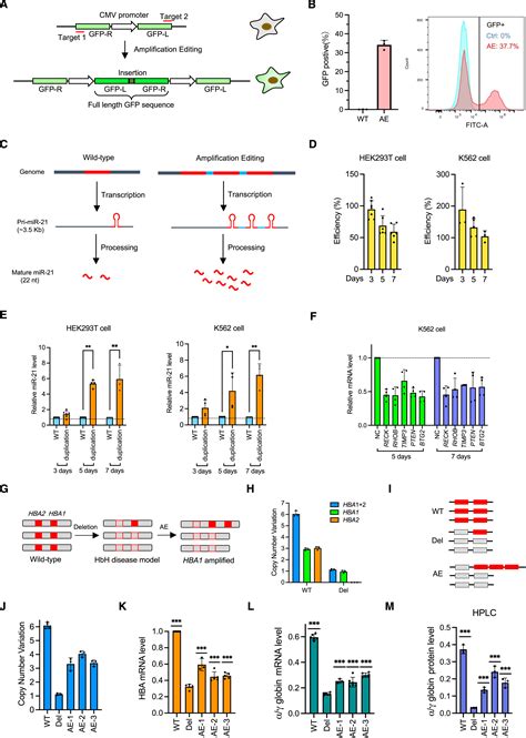 Amplification Editing Enables Efficient And Precise Duplication Of Dna