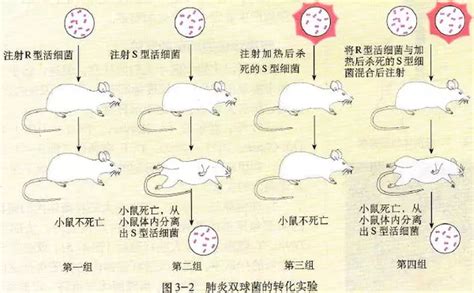 【教材精读】dna是主要的遗传物质 知乎