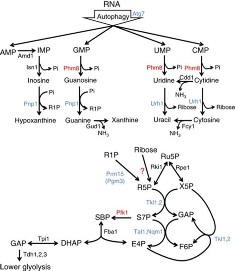 Yeast Pathway Map Of Nucleotide Degradation And Ribose Open I