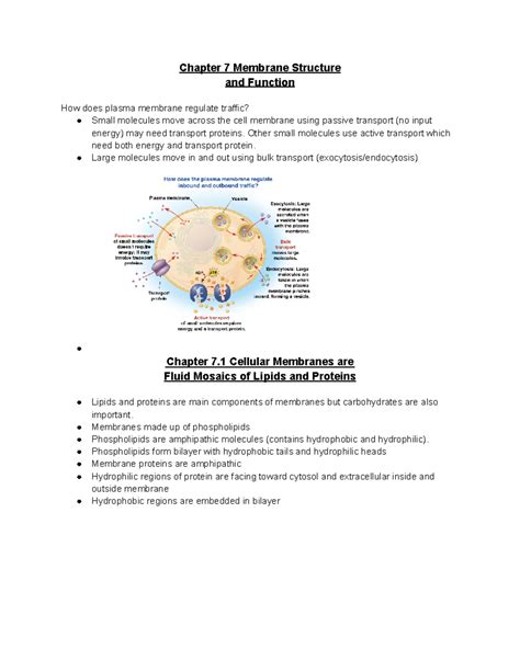 Chapter 7 Membrane Structure Chapter 7 Membrane Structure And Function How Does Plasma