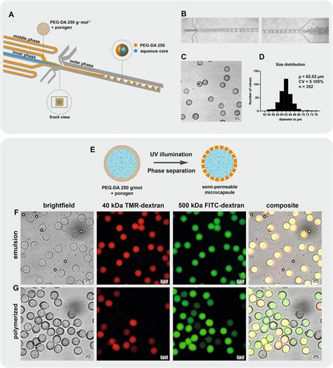 Production Of Semipermeable Microcapsules In A Pdms Device With 3d