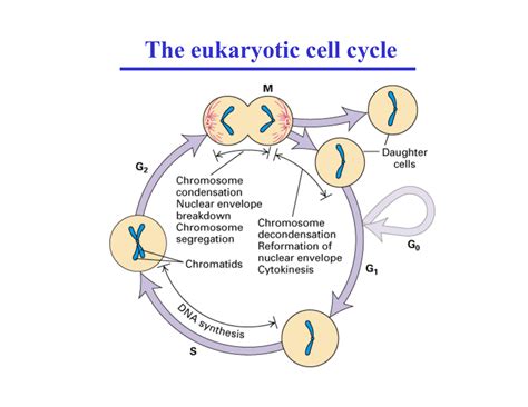 Eukaryotic Cell Phase The 4 Mitosis Phases Prophase Metaphase