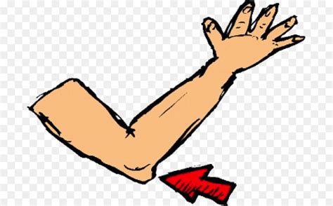 Elbow Clip Art 20 Free Cliparts Download Images On Clipground 2026