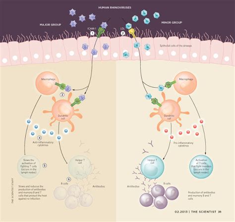 Rhinovirus Labeled