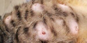 What Do Normal Cat Nipples Look Like Senior Cat Wellness