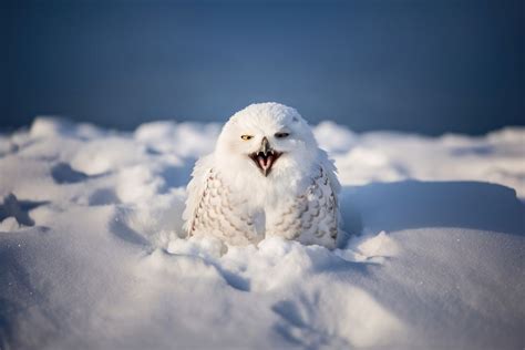 Cute Snowy Owl Good Laugh Free Photo Rawpixel