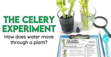 Easy Celery Experiment How Does Water Move Through A Plant Around