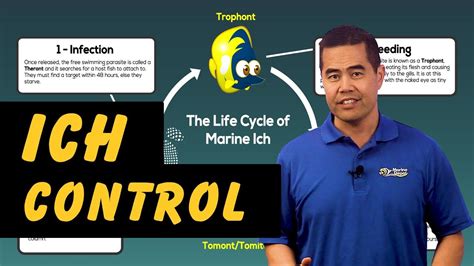 How To Get Rid Of Ich In A Reef Tank Separating Fact From Fiction Housepetscare Com