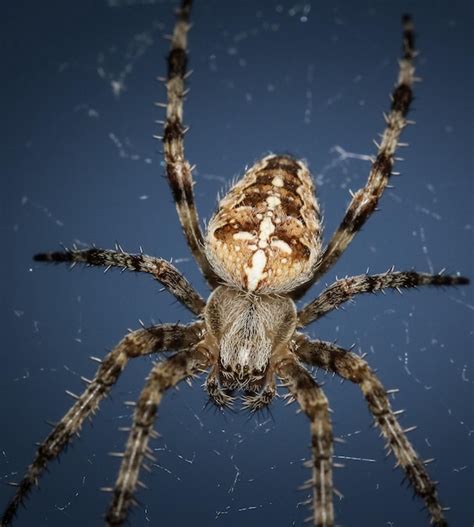 Premium Photo Close Up Of Spider On Web