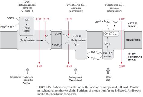 Legumes Form A Symbiosis With Nodule Inducing Bacteria