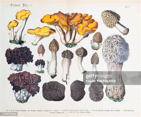 Fungi Phylum Photos And Premium High Res Pictures Getty Images