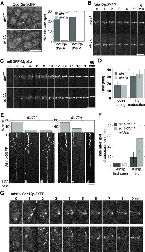 The Contractile Ring Assembles From Nodes In The Absence Of The Spot