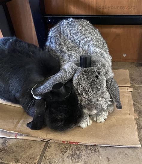 I Just Know Bunnys Got Her Ear Around Her Brother From The Other Side