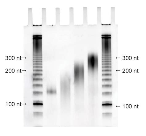 Ez Qc™ Mrna Polya Tail Length Assay Kit ⋆ Cellscript™